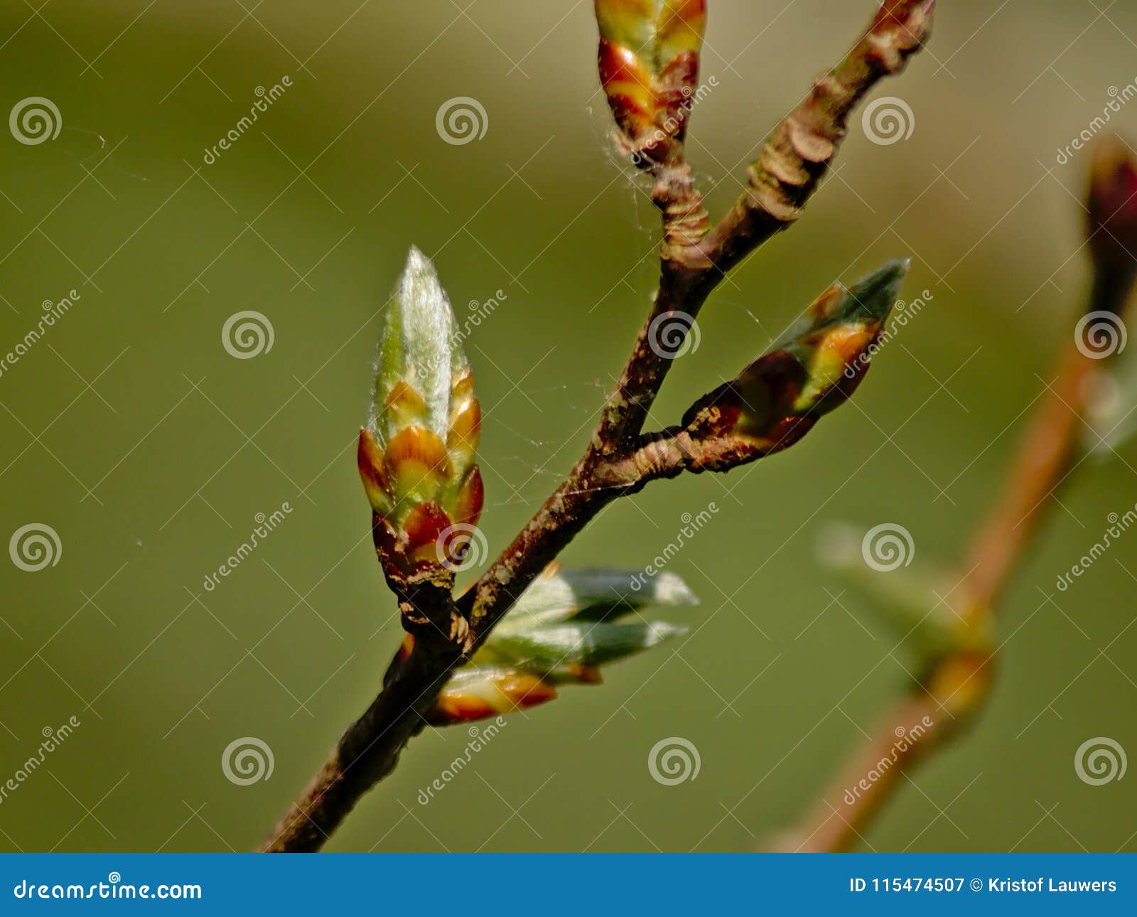 Sprouting Leaf Buds, Selective Focus Stock Image - Image of closeup ...