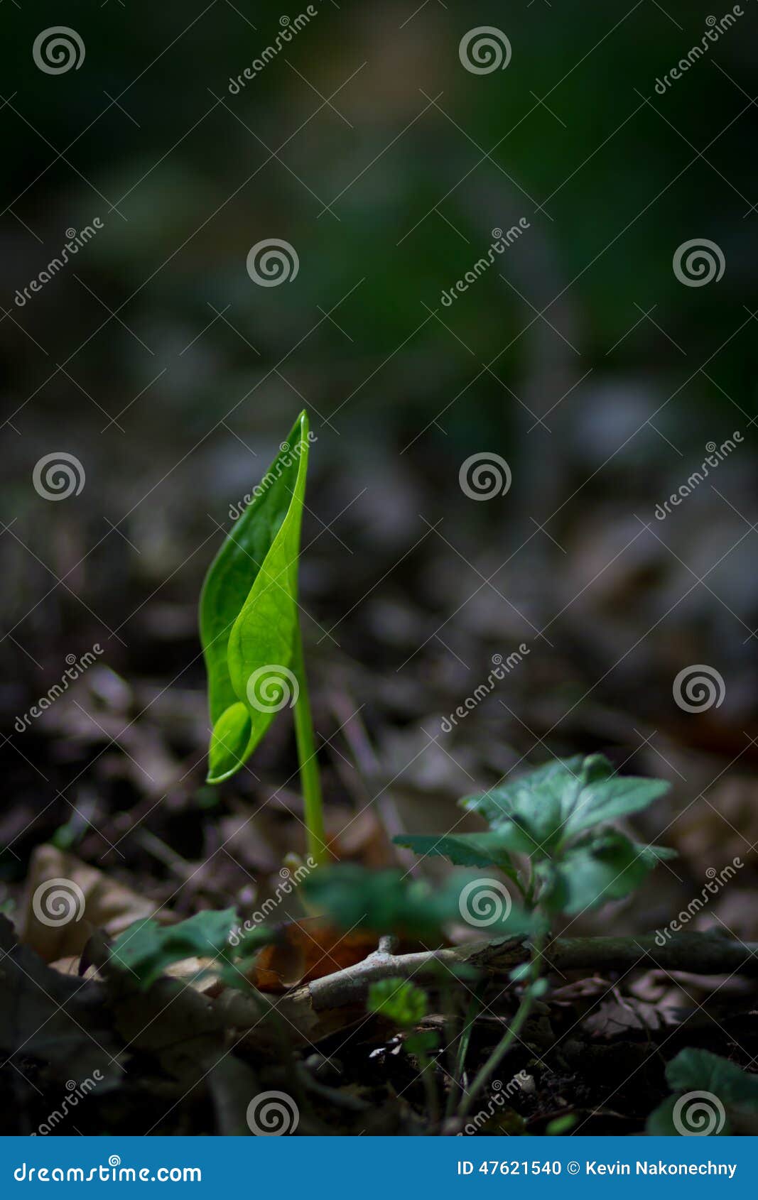 Sprouting leaf stock photo. Image of baby, green, birth - 47621540