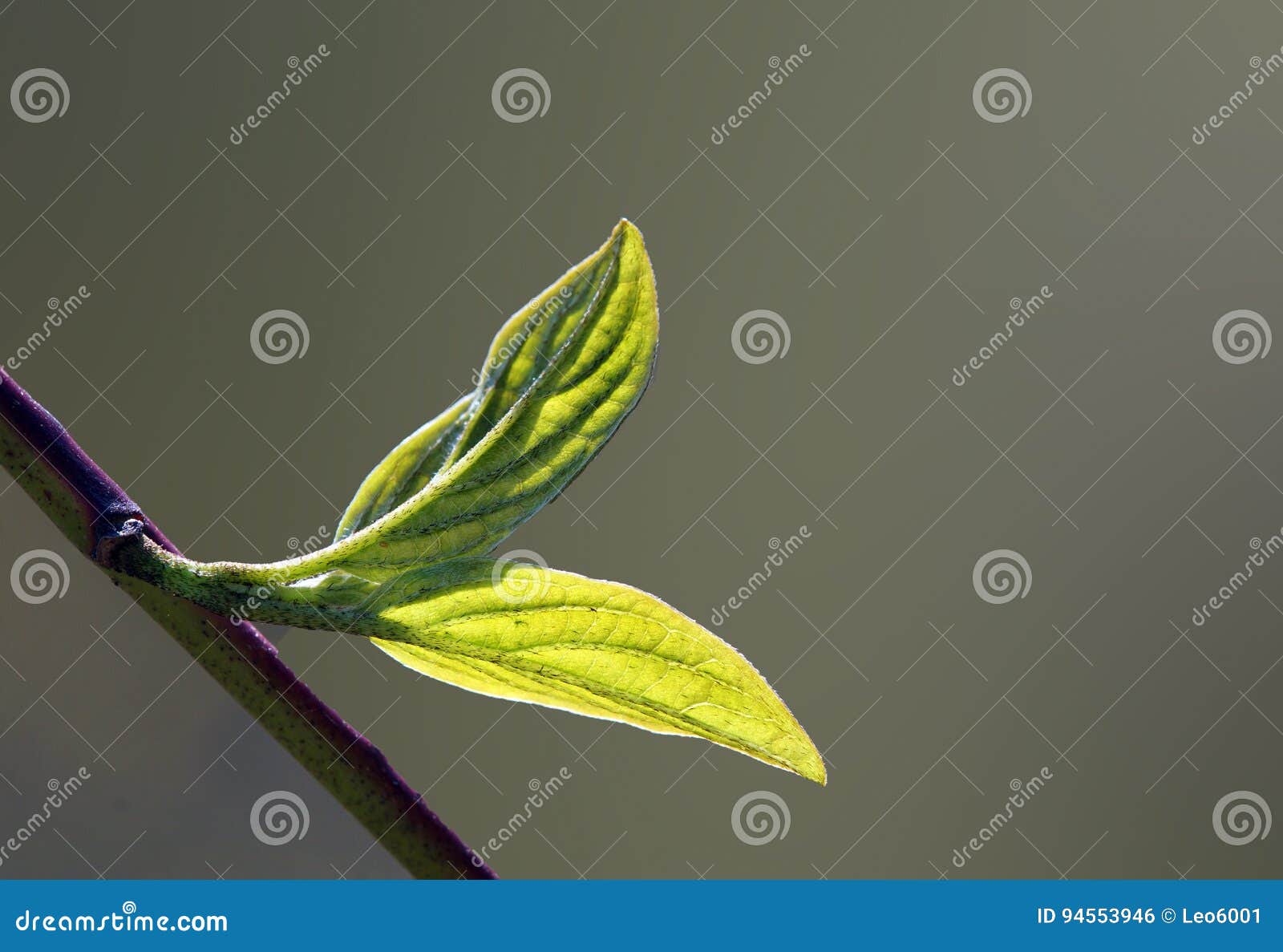 Sprouting leaf stock photo. Image of leaf, grow, sprouts - 94553946
