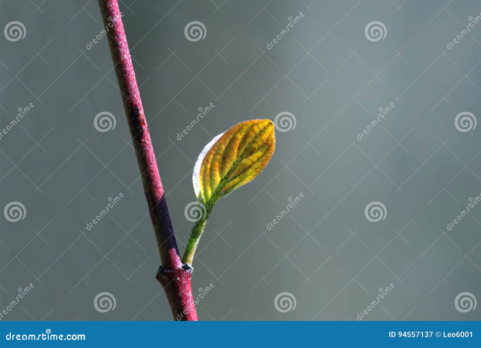Sprouting leaf stock image. Image of nature, spring, seedling - 94557137