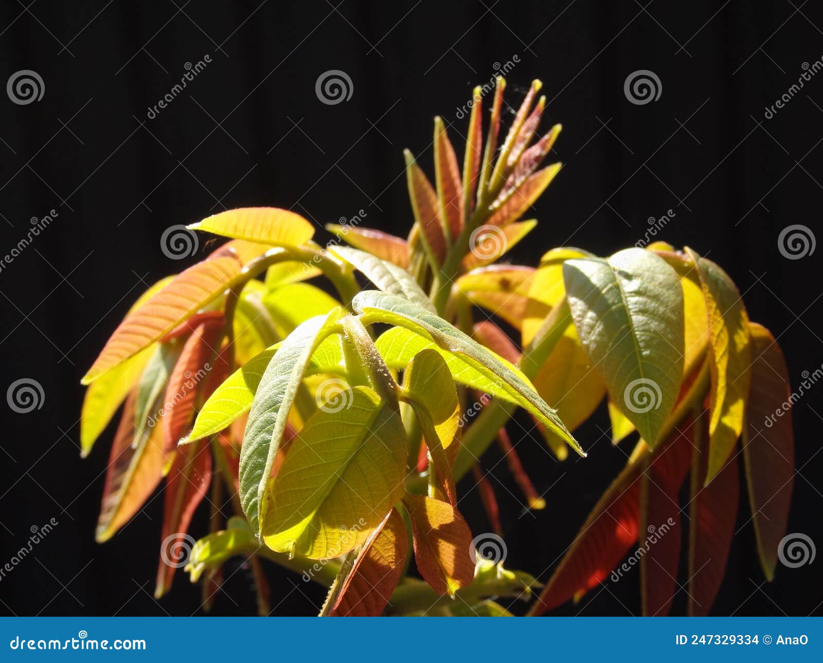 Sprouting Leafs of a Black Walnut Tree in Springtime. Young Walnut ...