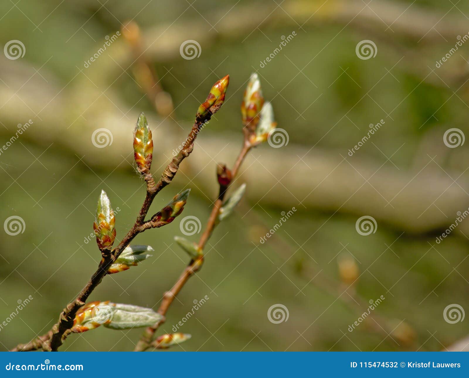 Sprouting Leafs in the Forest, Selective Focus Stock Photo - Image of ...