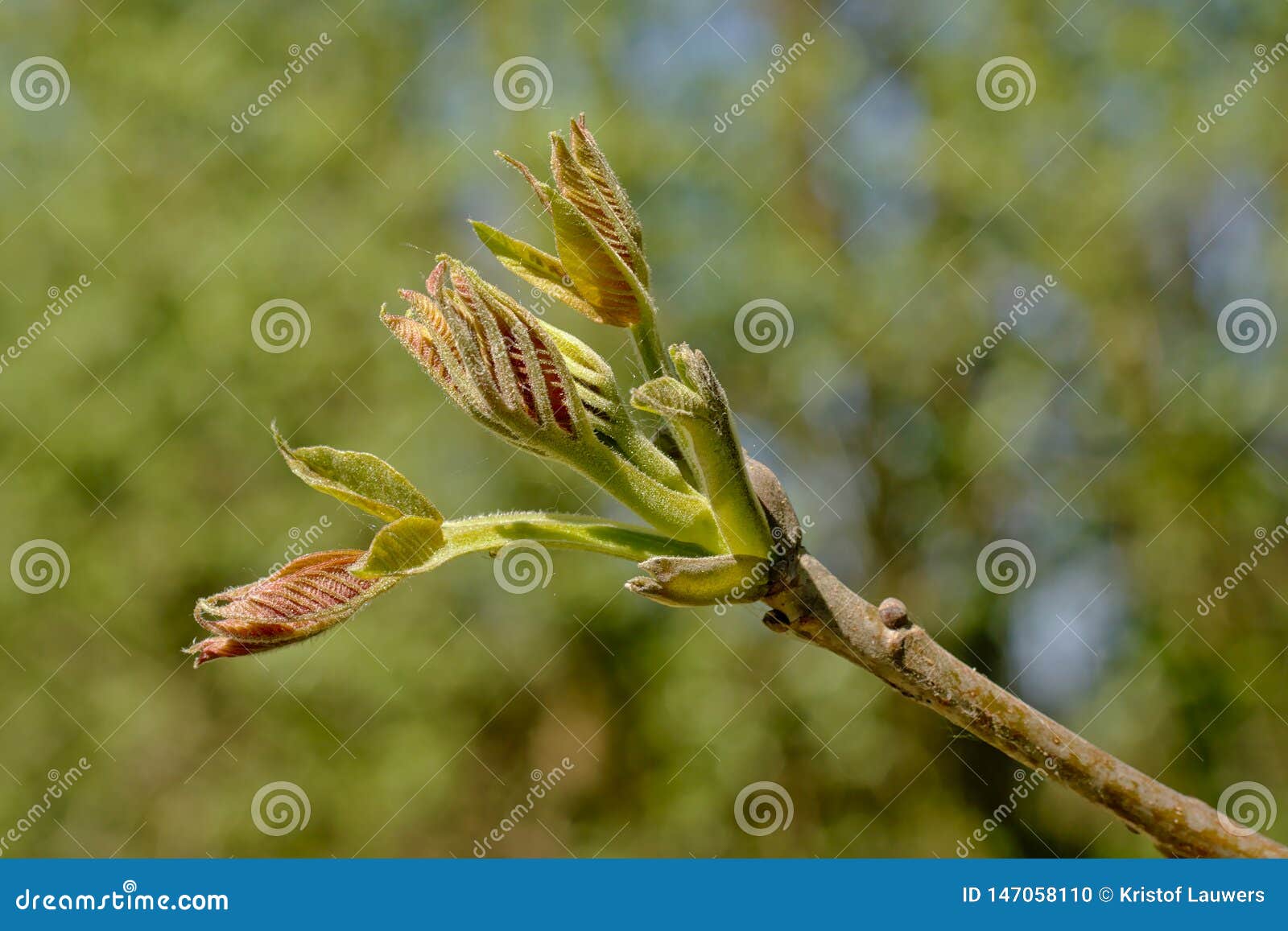 Sprouting Leafs of a Maple Tree - Acer Stock Photo - Image of spirit ...