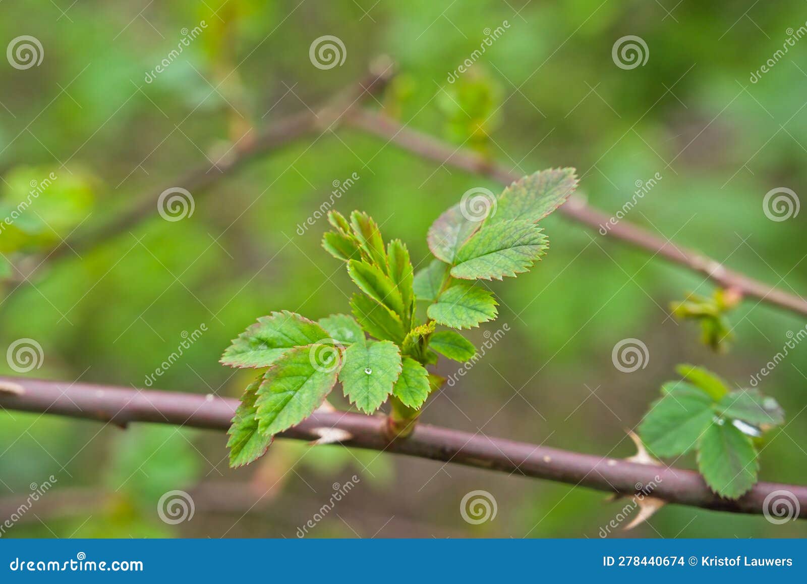 Sprouting Leafs of a Rose Bush in Spring - Rosa Stock Photo - Image of ...