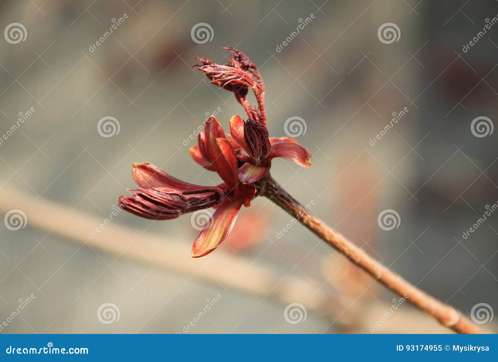 Sprouting leaves of maple stock image. Image of germinating - 93174955