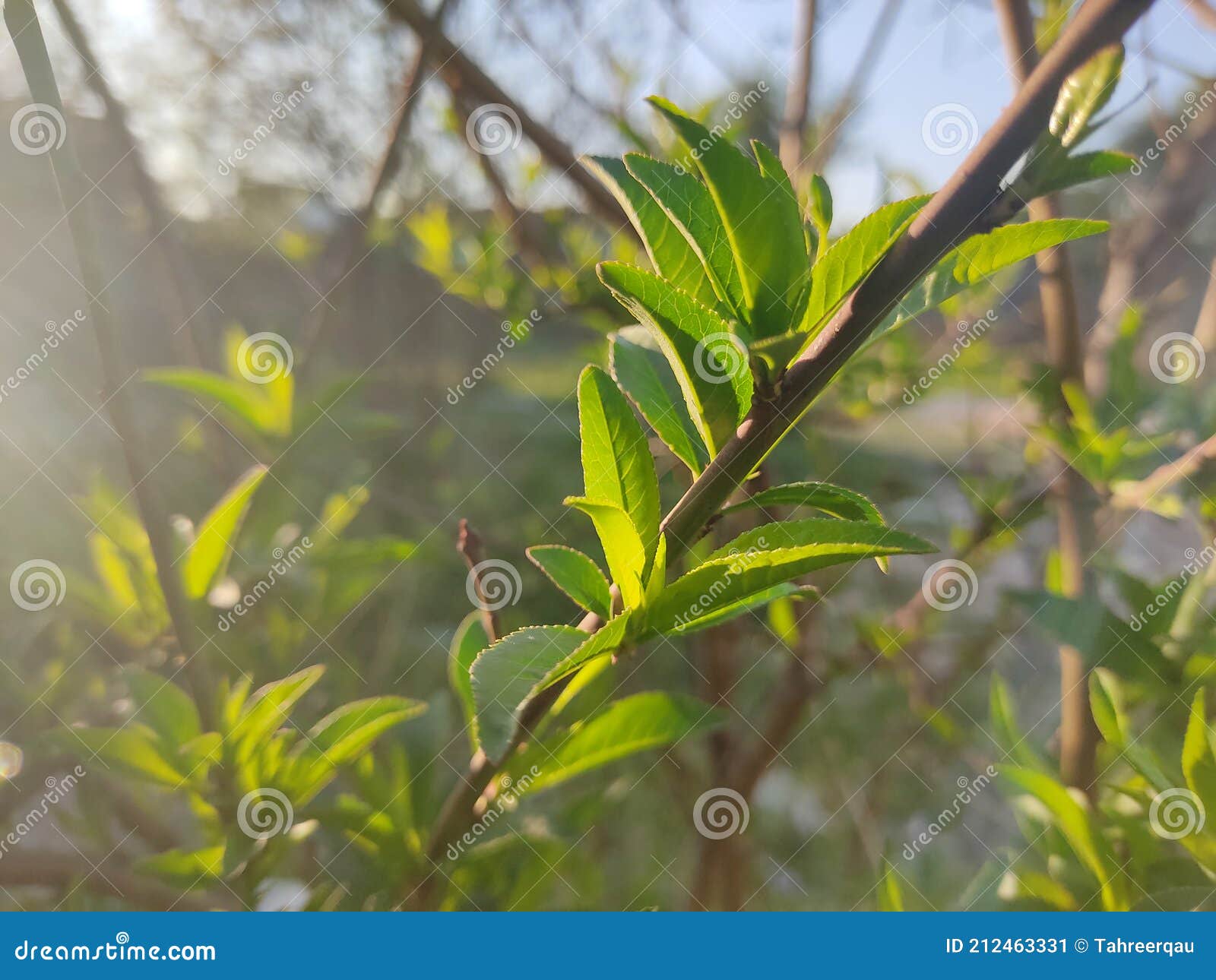 Sprouting leaves in spring stock image. Image of leaf - 212463331