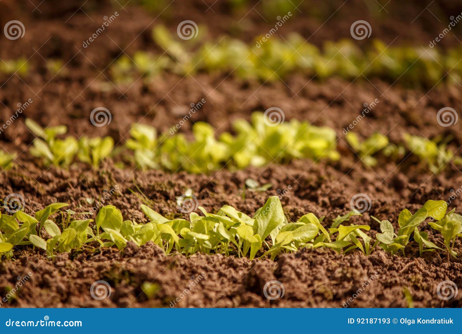 Sprouting Lettuce in the Garden Stock Image - Image of lettuce, shoot ...