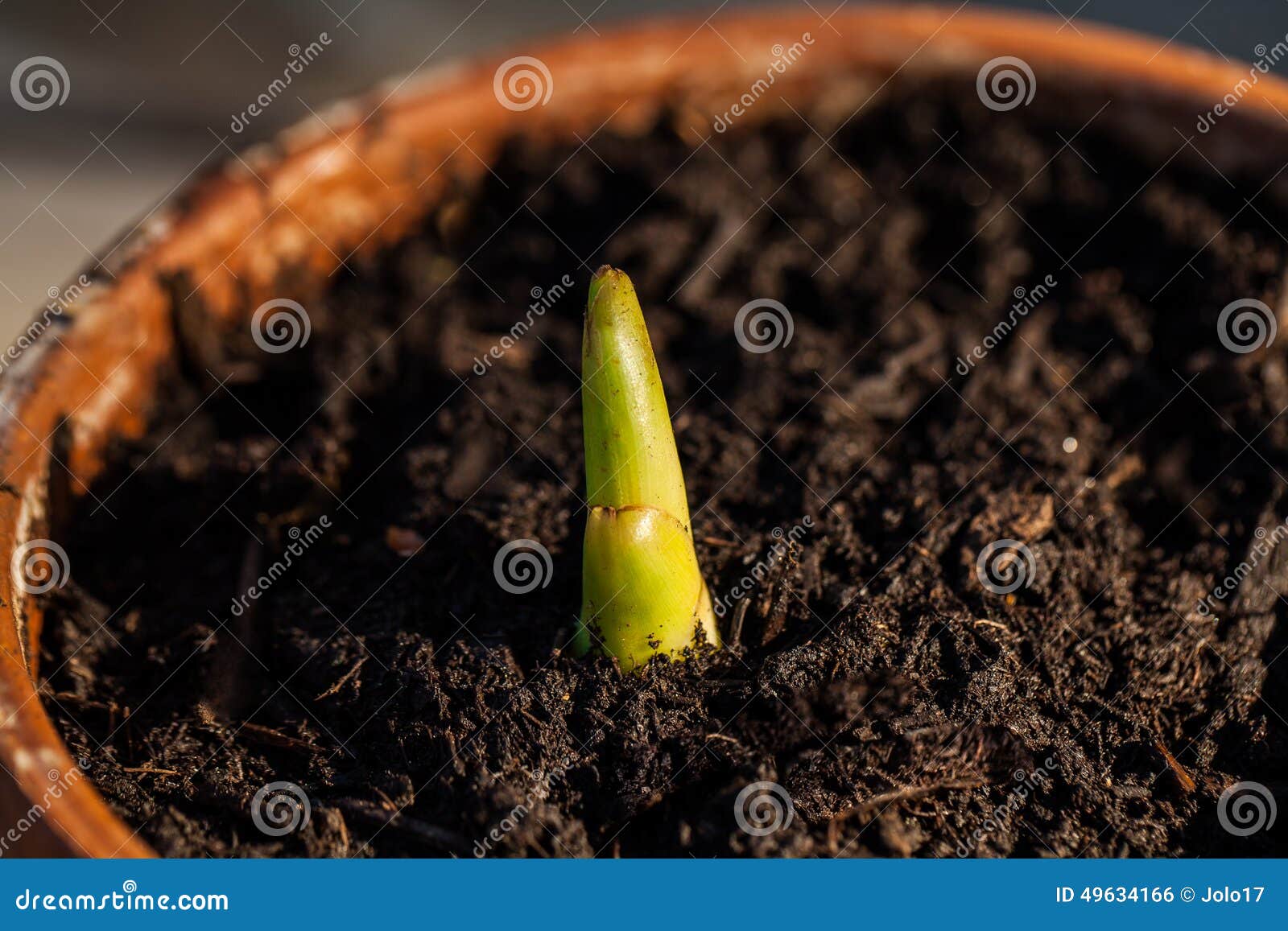 Sprouting lily. stock photo. Image of beauty, cultivated - 49634166