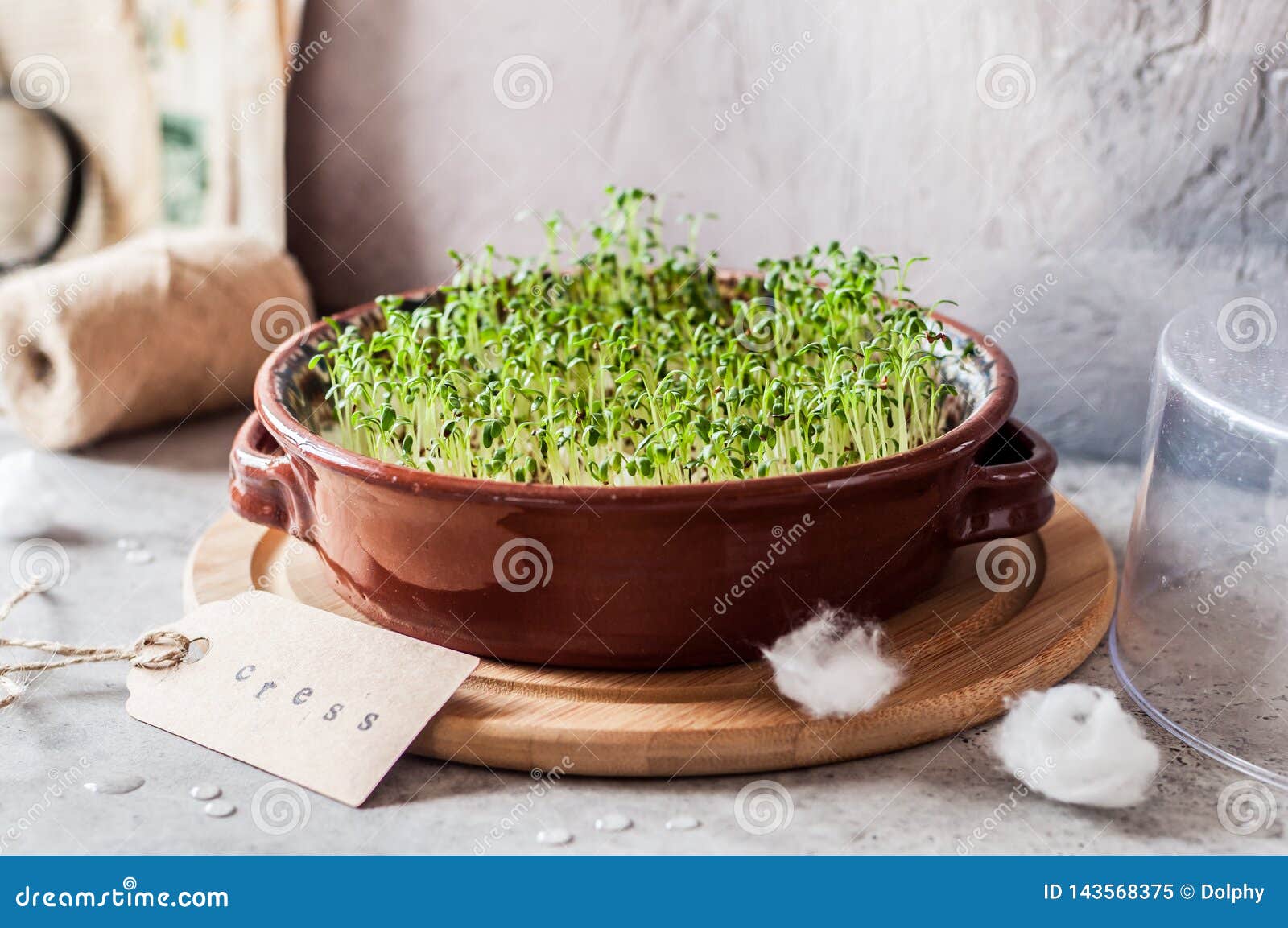 Sprouting Micro Greens stock image. Image of green, healthy - 143568375