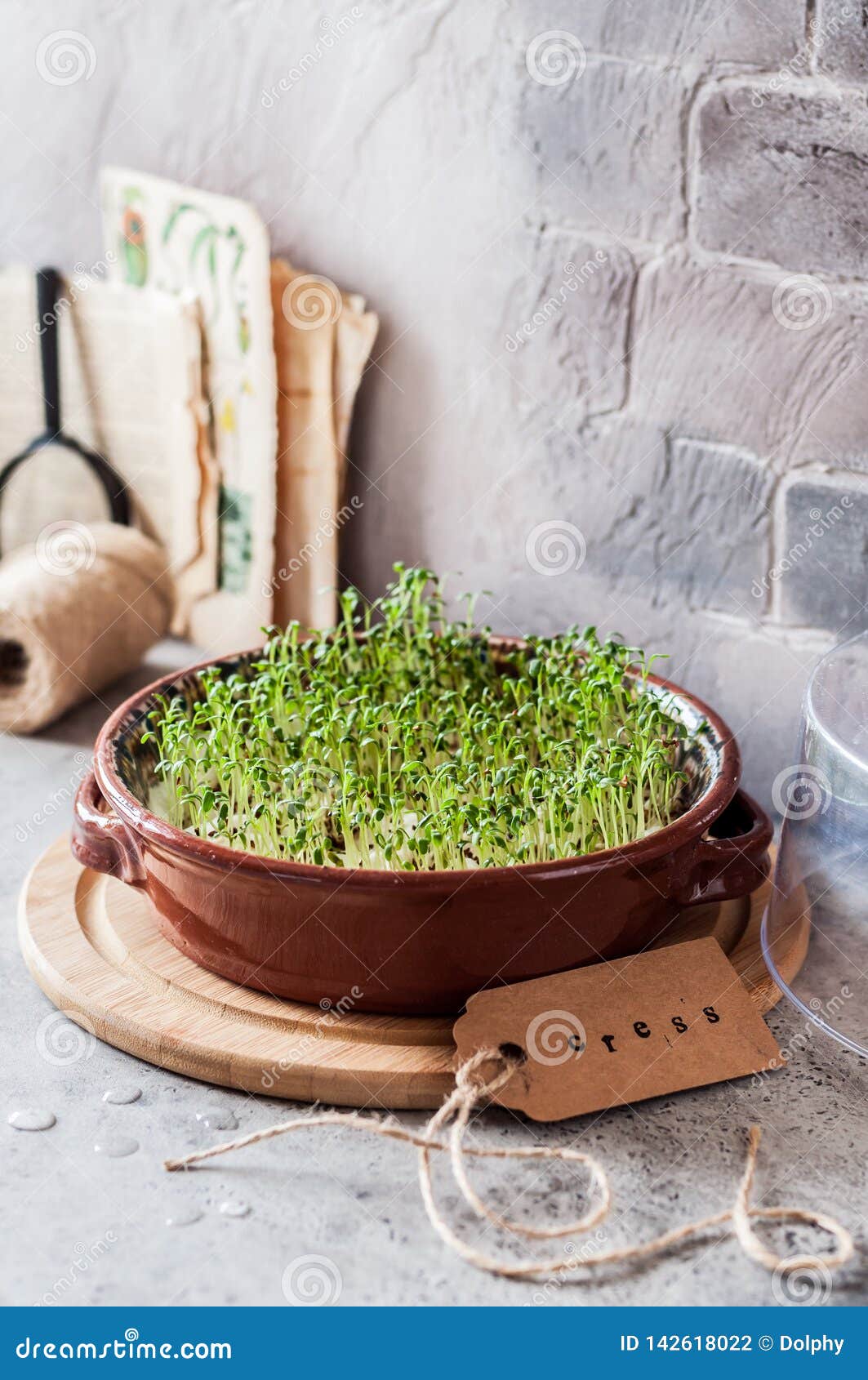 Sprouting Micro Greens stock photo. Image of leaf, baby - 142618022
