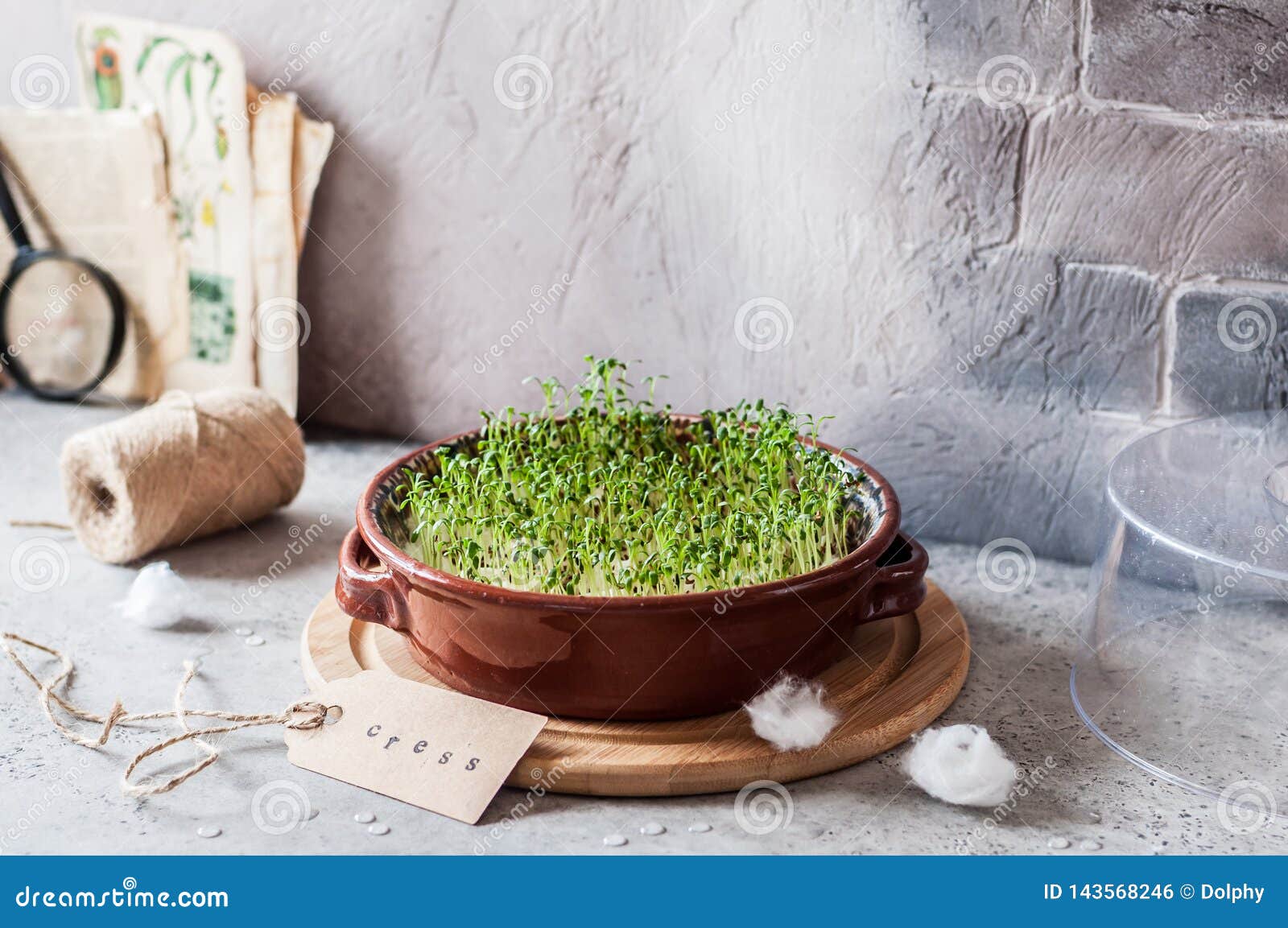 Sprouting Micro Greens stock photo. Image of food, micro - 143568246