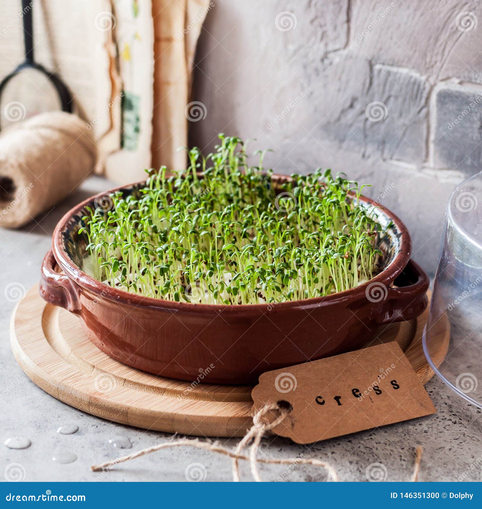 Sprouting Micro Greens stock photo. Image of healthy - 146351300