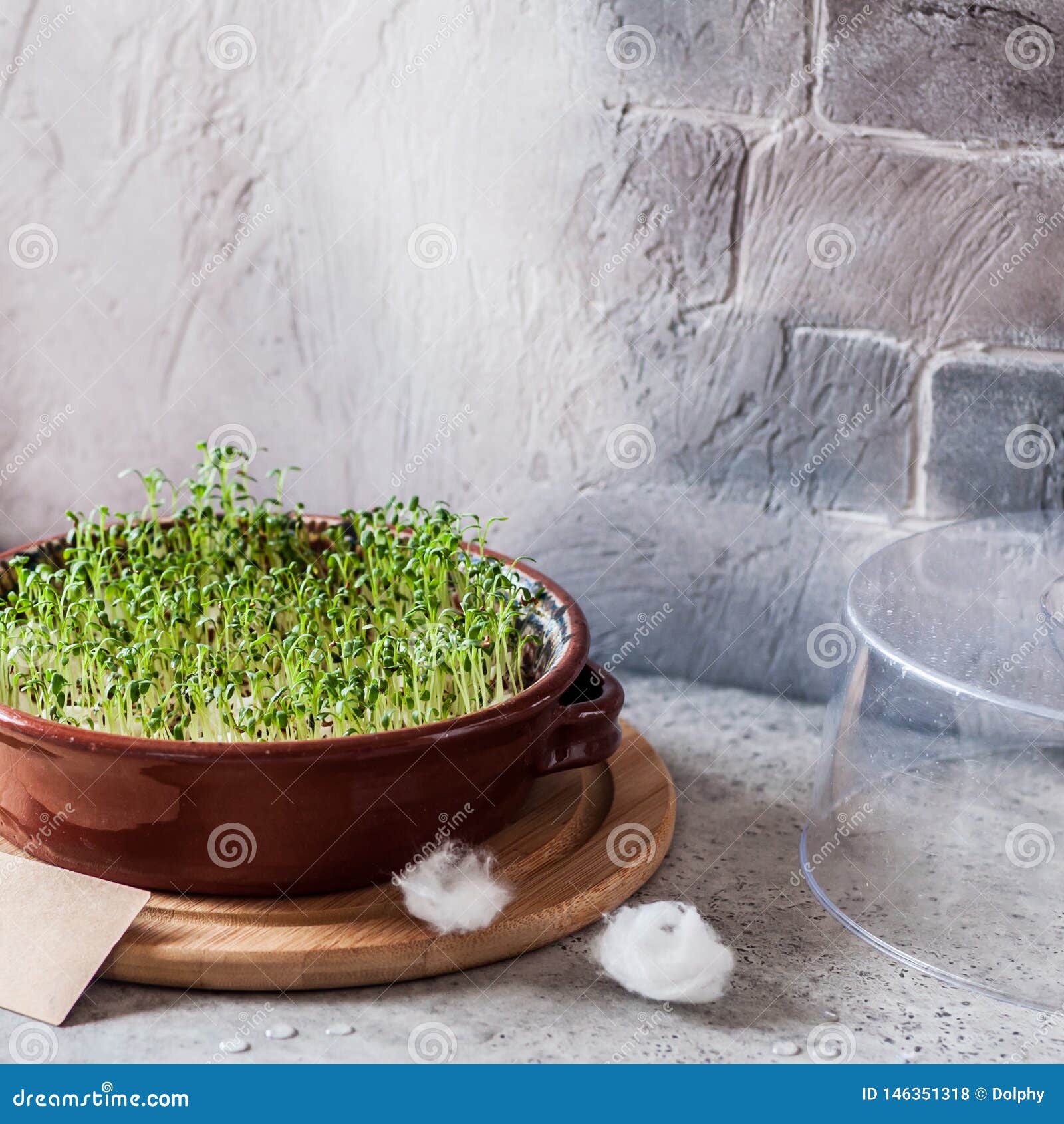 Sprouting Micro Greens stock photo. Image of green, cress - 146351318