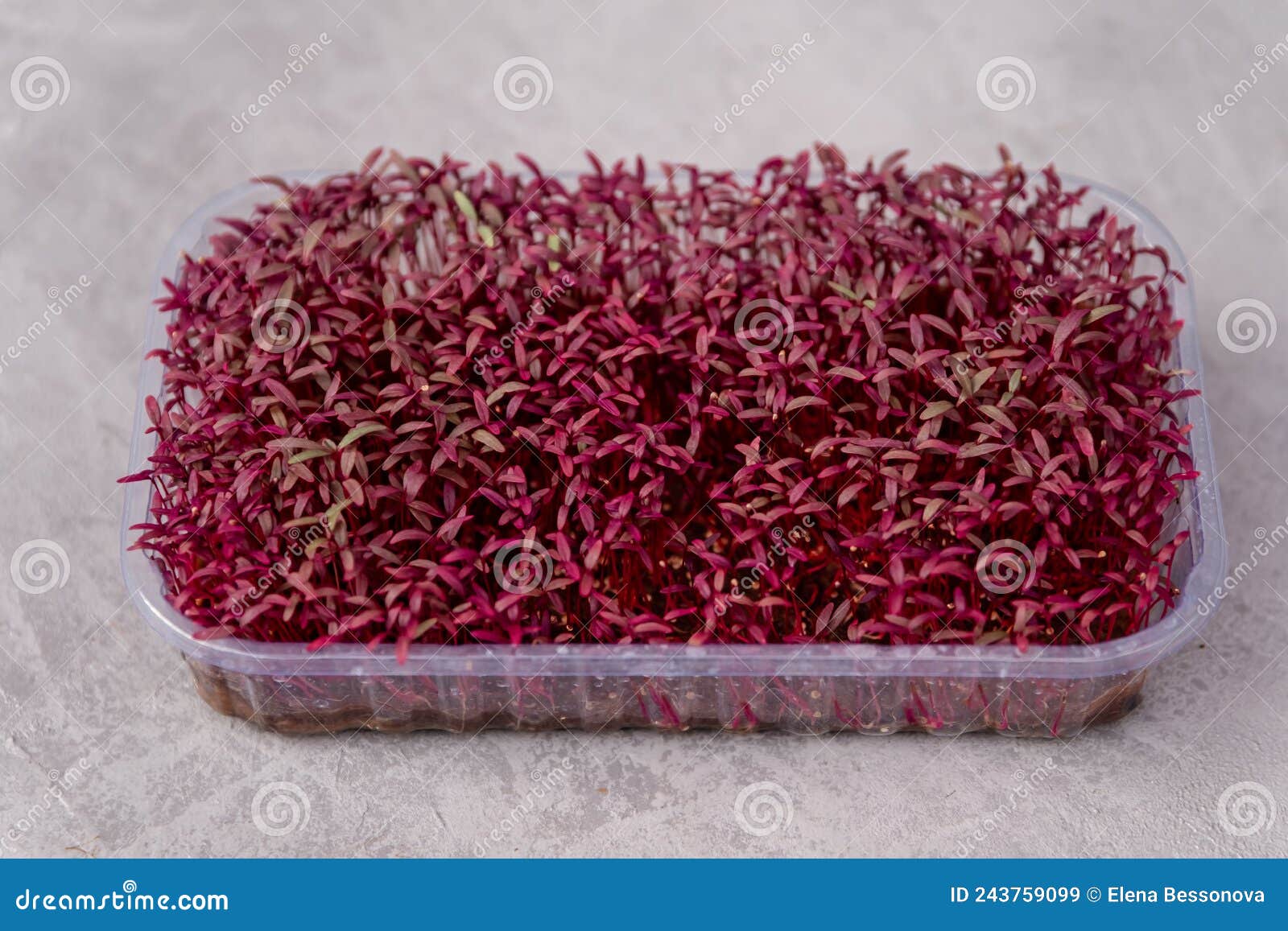 Sprouting Micro Greens. Seed Germination at Home Stock Image - Image of ...