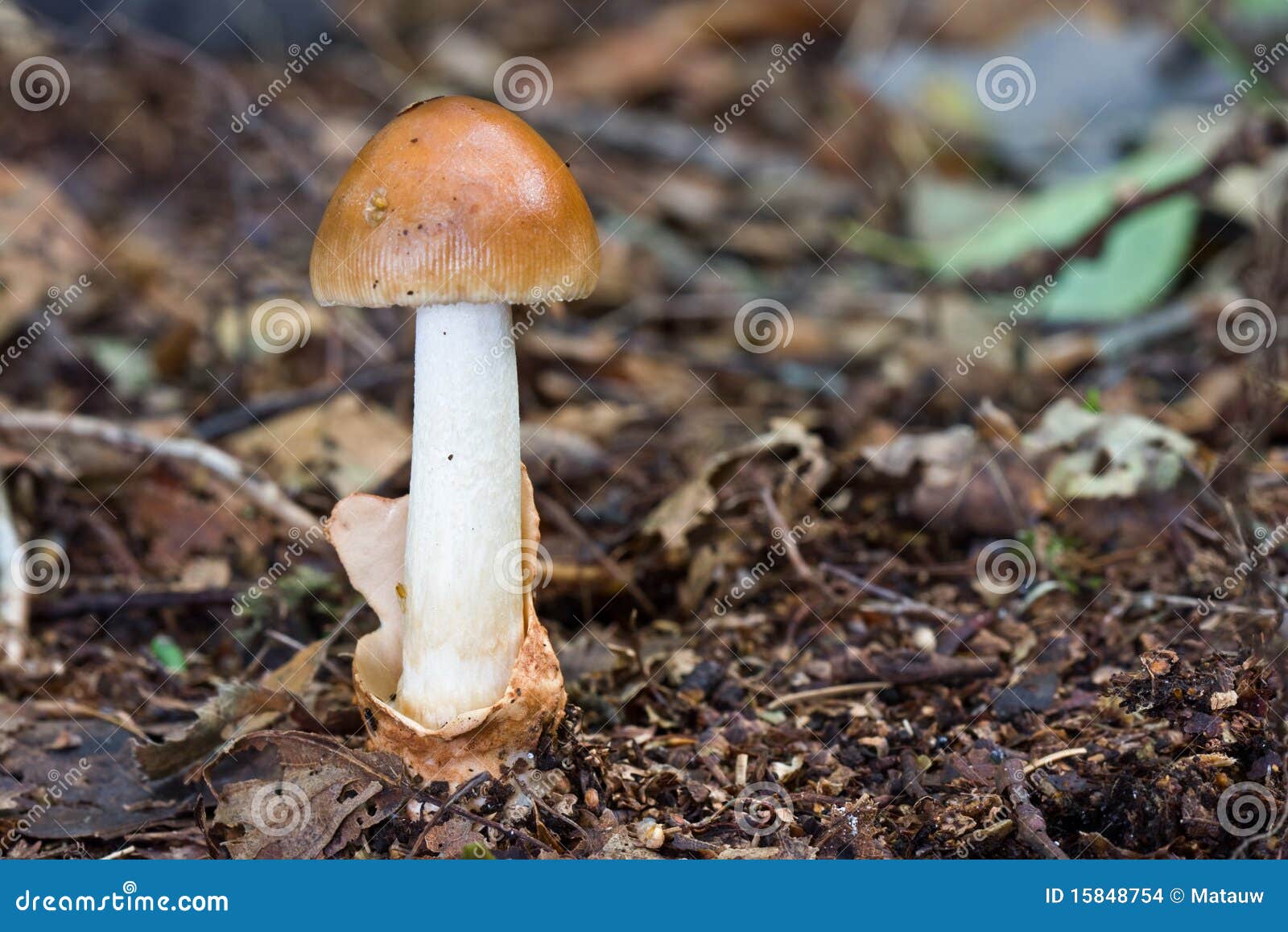Sprouting mushroom stock photo. Image of food, sprout - 15848754