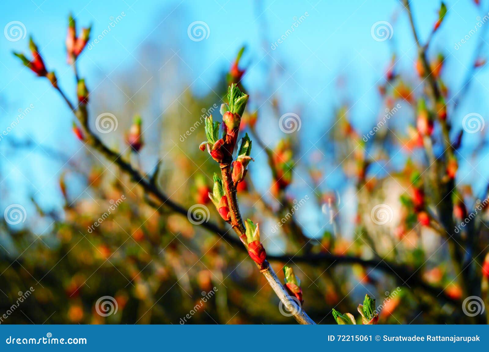 Sprouting New Leaves on Branch in Spring Stock Image - Image of leaf ...