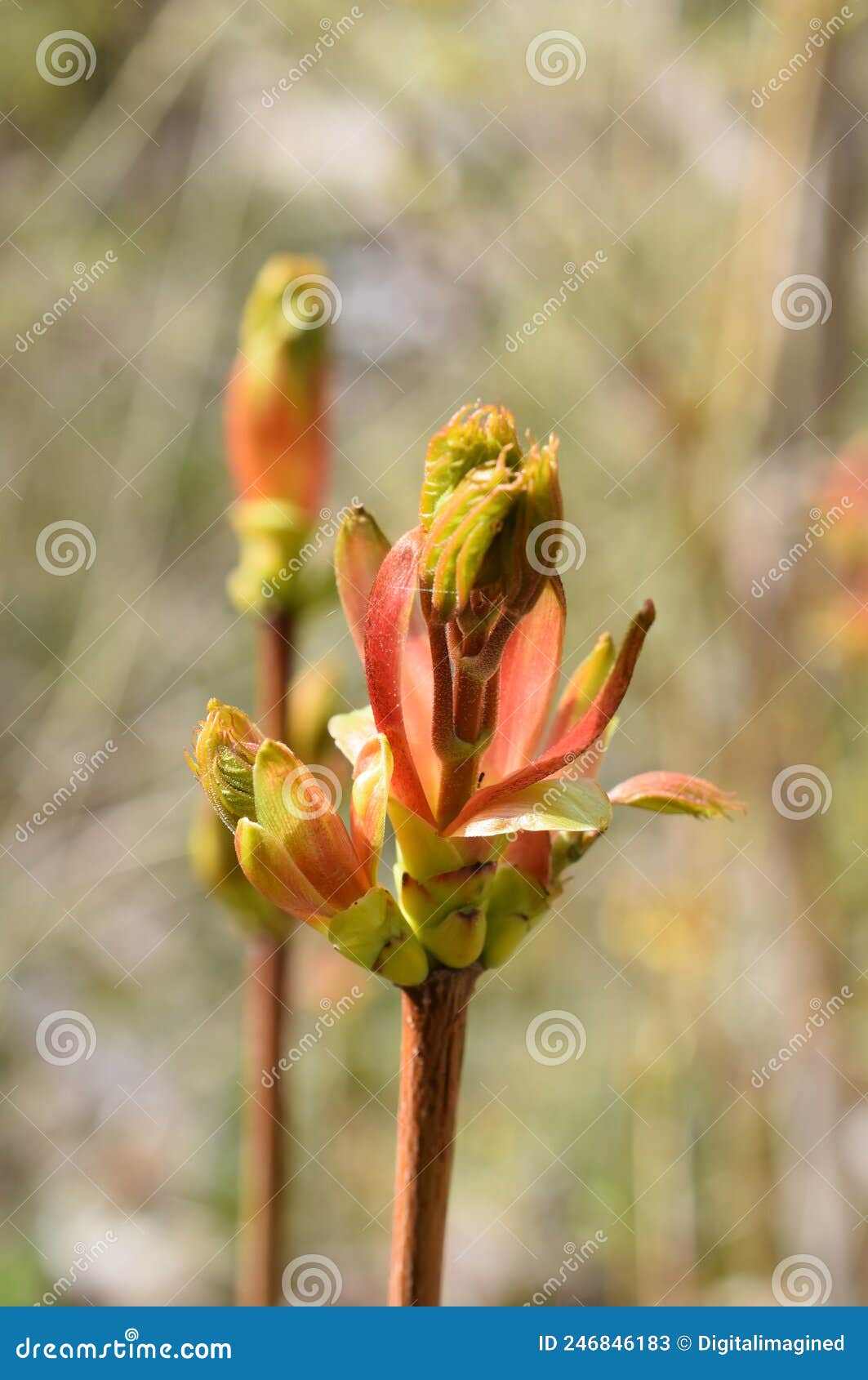 Sprouting New Red Leaves on Sycamore Maple Tree in Springtime Stock ...