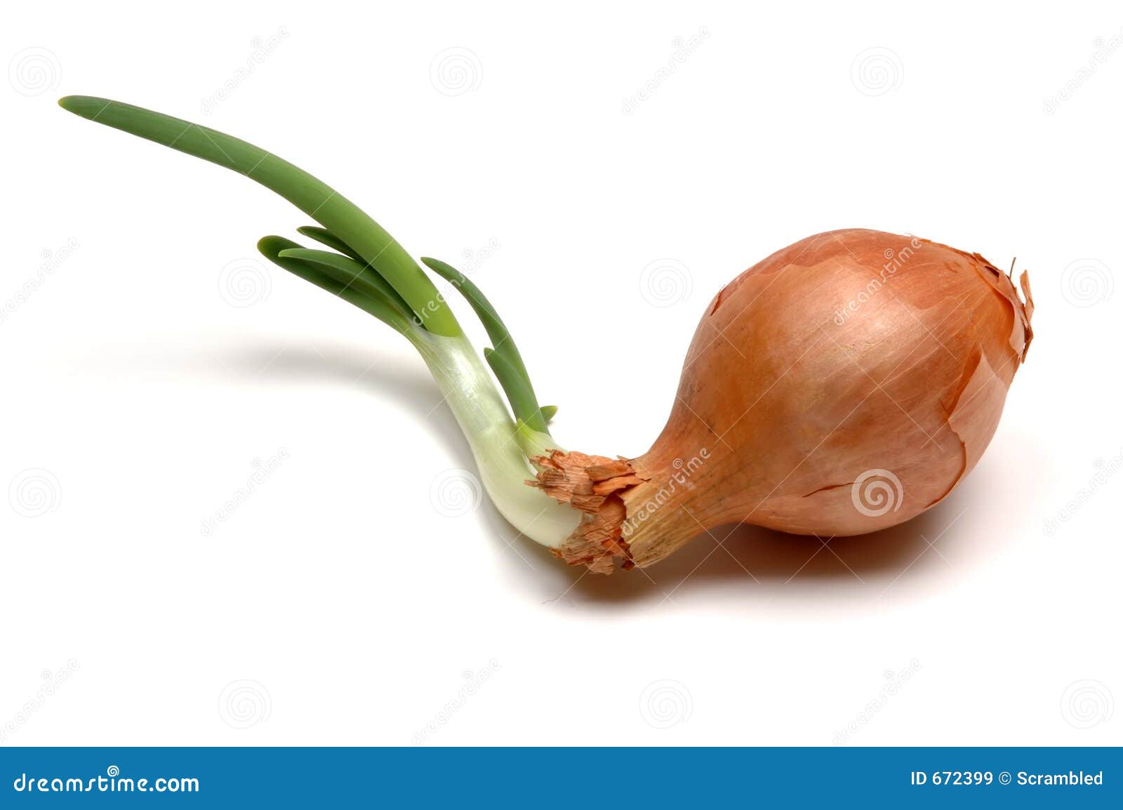 Sprouting onion stock image. Image of ingredients, farming - 672399