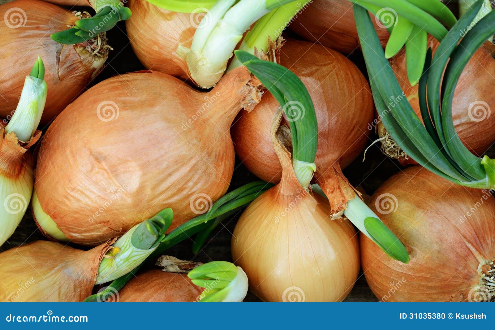 Sprouting onions stock photo. Image of growth, botany - 31035380