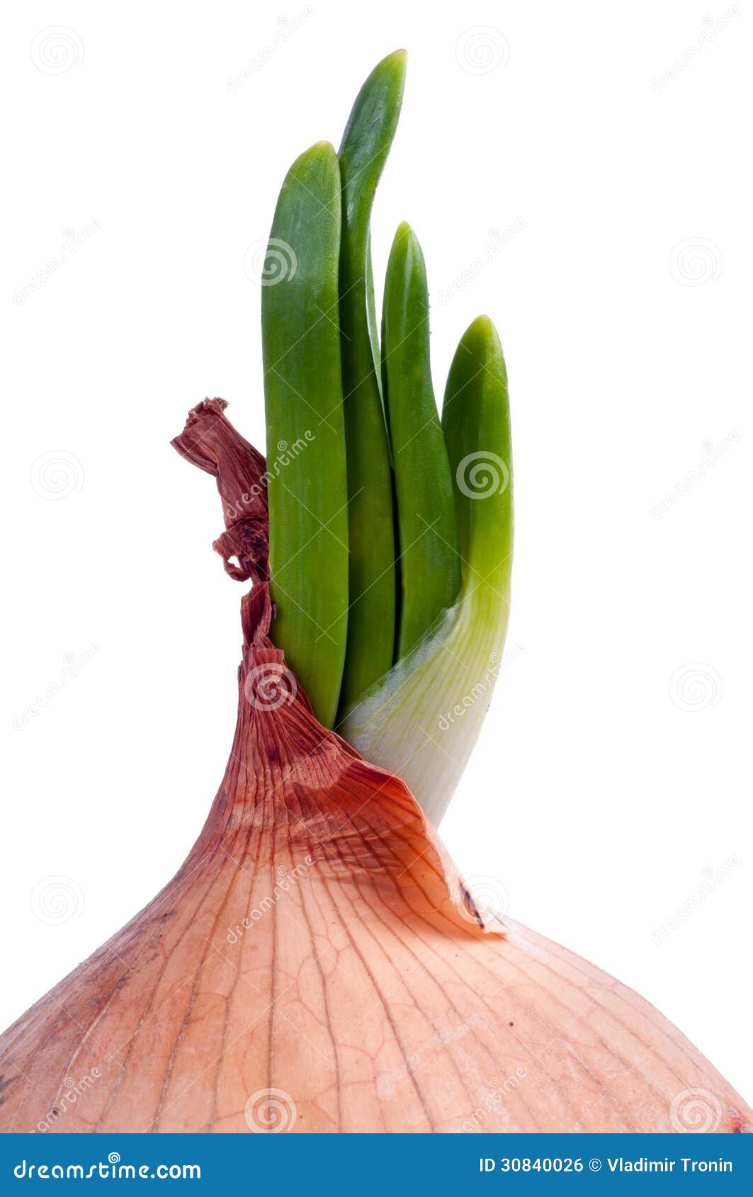 Sprouting Onions on White Close Up Stock Photo - Image of herbs, onion ...