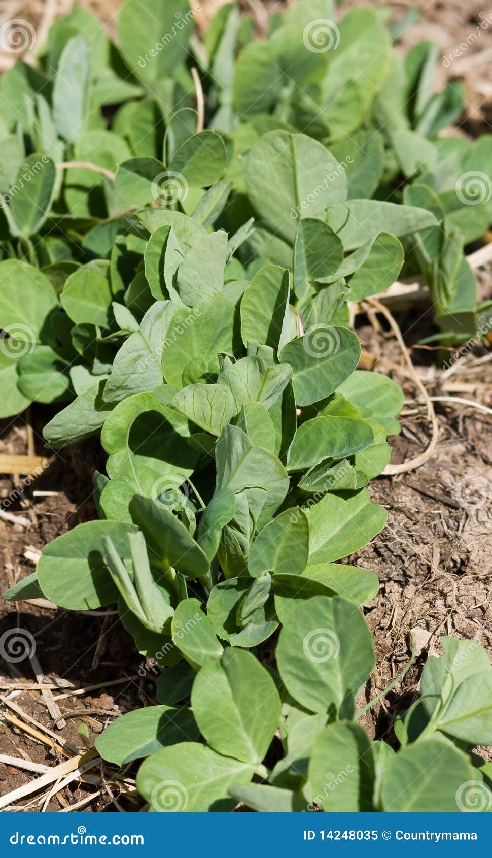 Sprouting pea plants. stock image. Image of springtime - 14248035