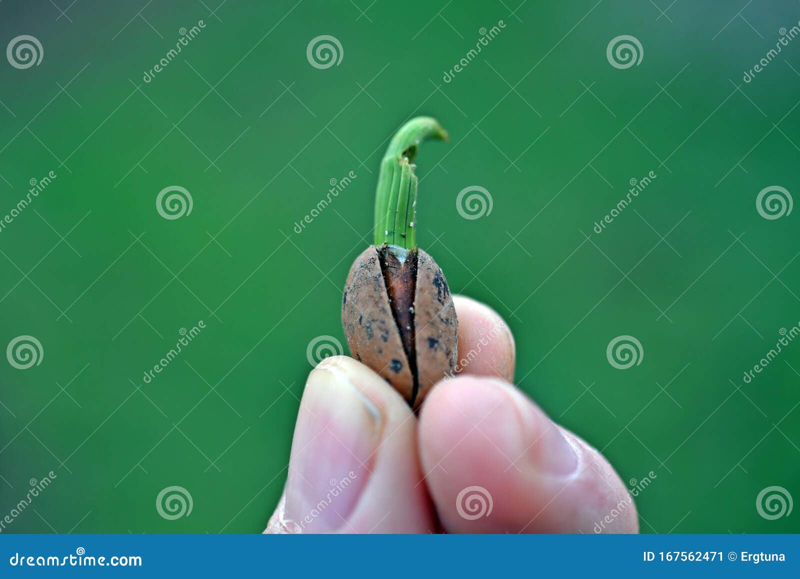 A Sprouting Pine Seed, Stone Pine Stock Image - Image of nature ...
