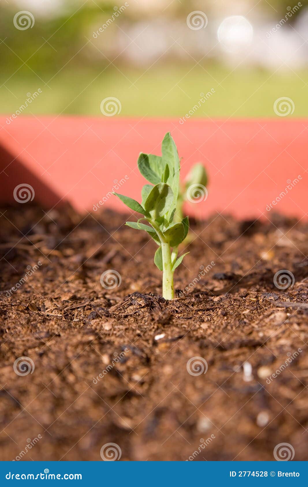 Sprouting Plant stock photo. Image of ground, grow, farm - 2774528