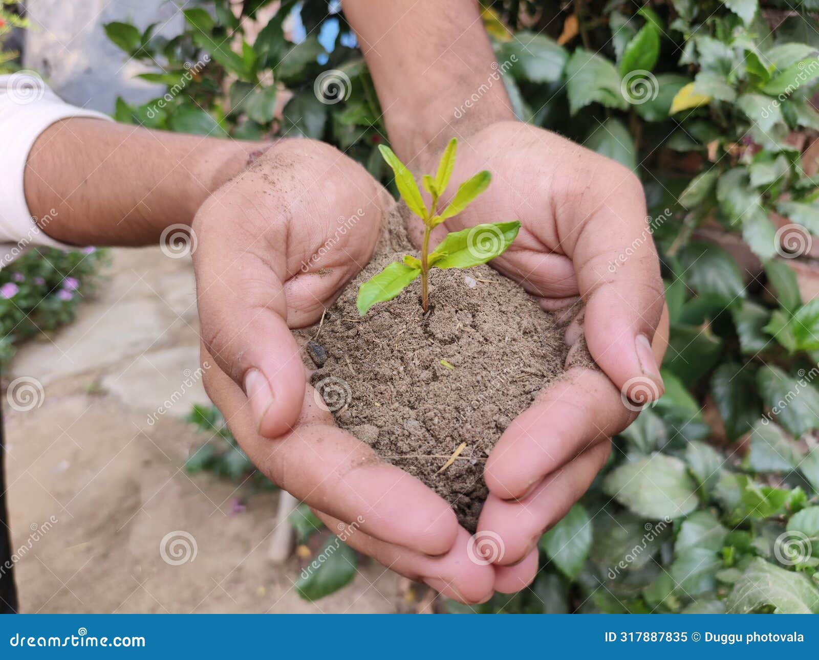 Sprouting Plant in Hands Concept Environment Conservation and Save ...