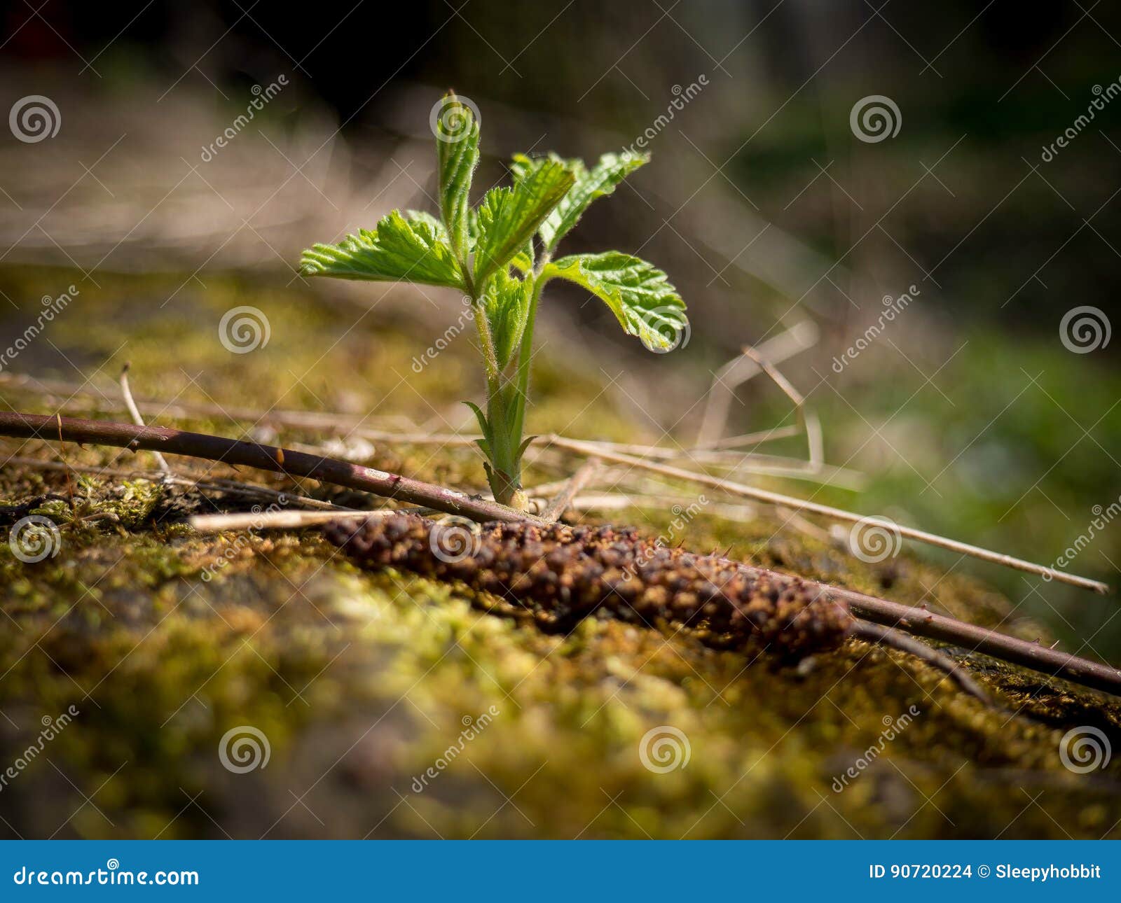 Sprouting Plant in the Spring Stock Photo - Image of budding, detail ...