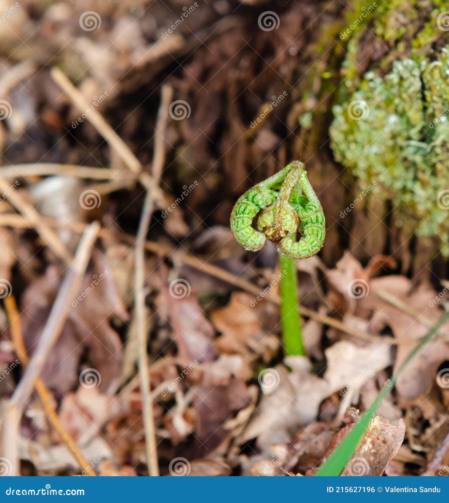 Sprouting Plant in the Woods Vertical Plan Stock Photo - Image of ...