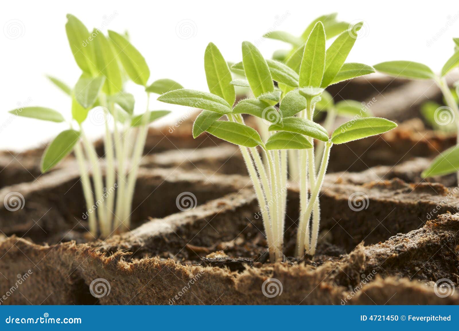 Sprouting Plants Picture. Image: 4721450