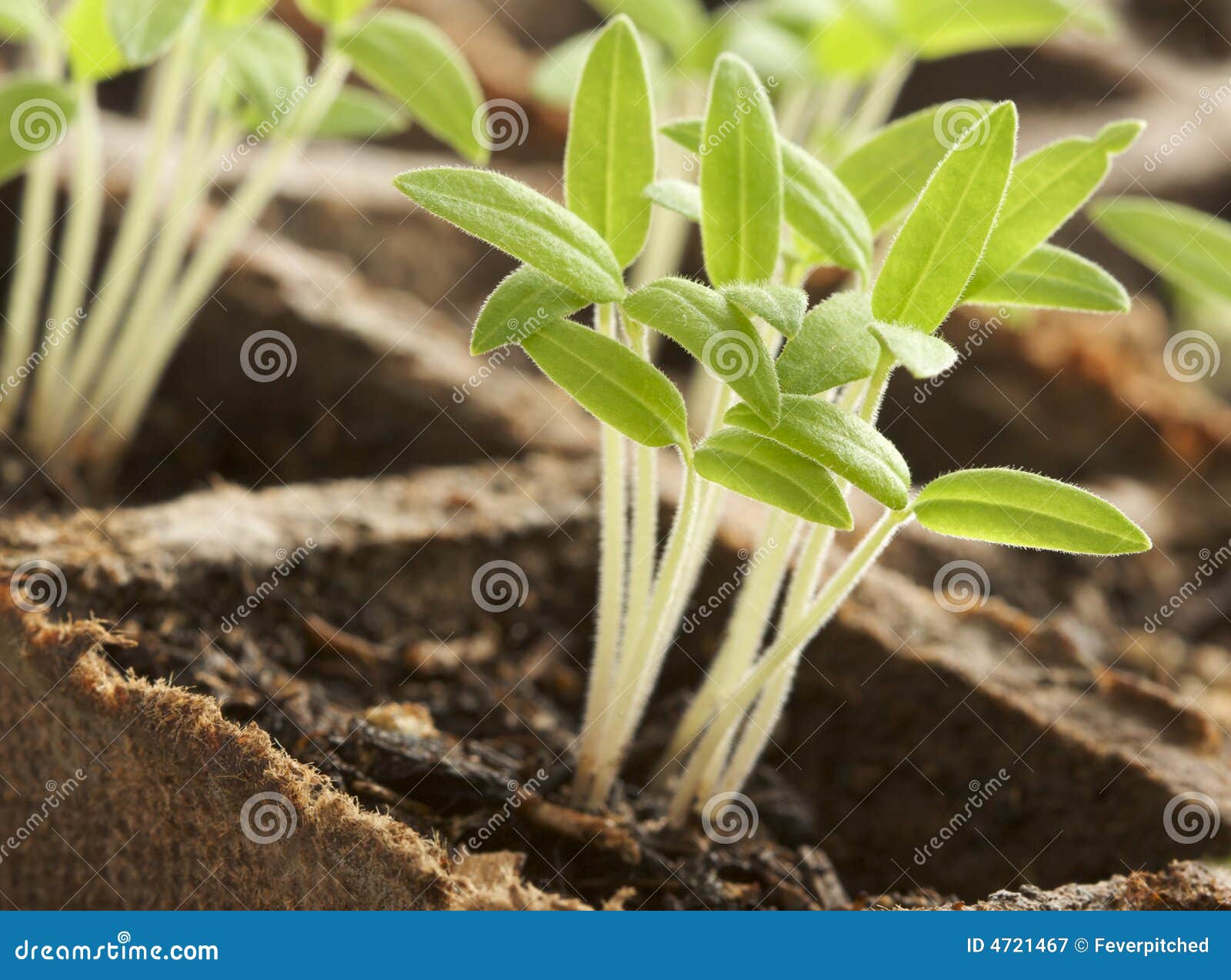 Sprouting Plants stock image. Image of birth, country - 4721467