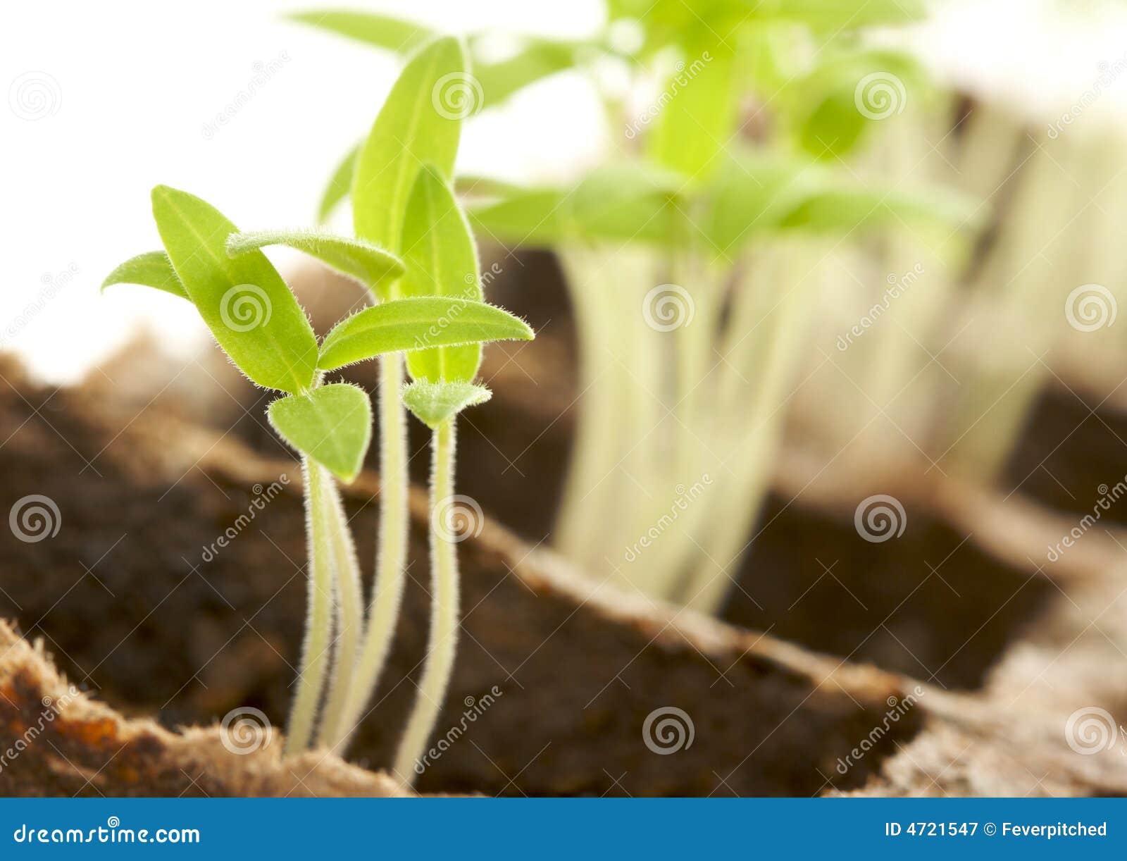 Sprouting Plants stock image. Image of fertilizer, farming - 4721547