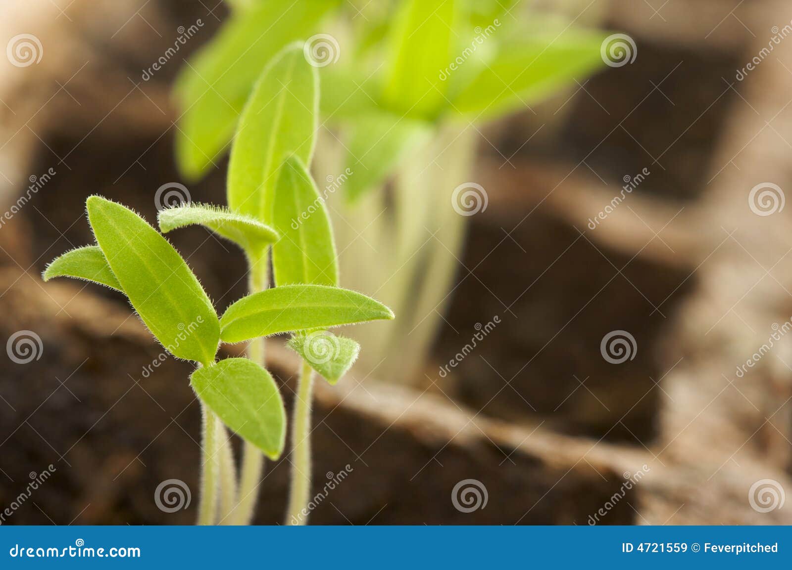 Sprouting Plants Picture. Image: 4721559