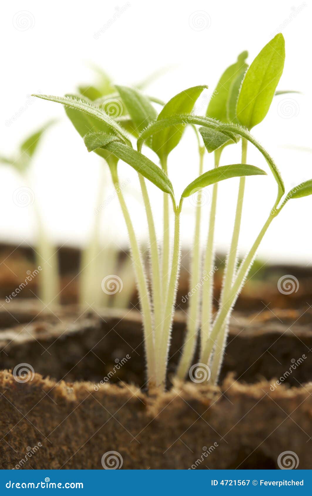 Sprouting Plants stock image. Image of concept, hope, garden - 4721567