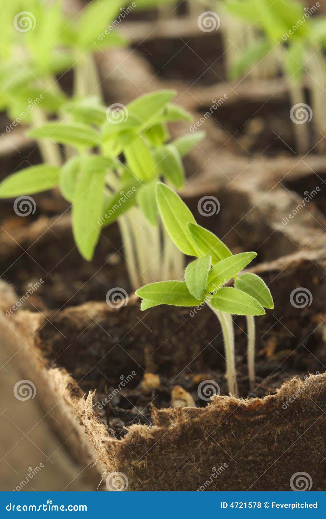 Sprouting Plants stock photo. Image of green, birth, dirt - 4721578