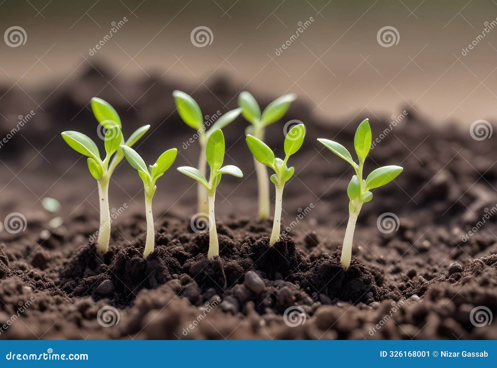 Sprouting Plants Growing , With Soil And A Blurred Background Royalty ...