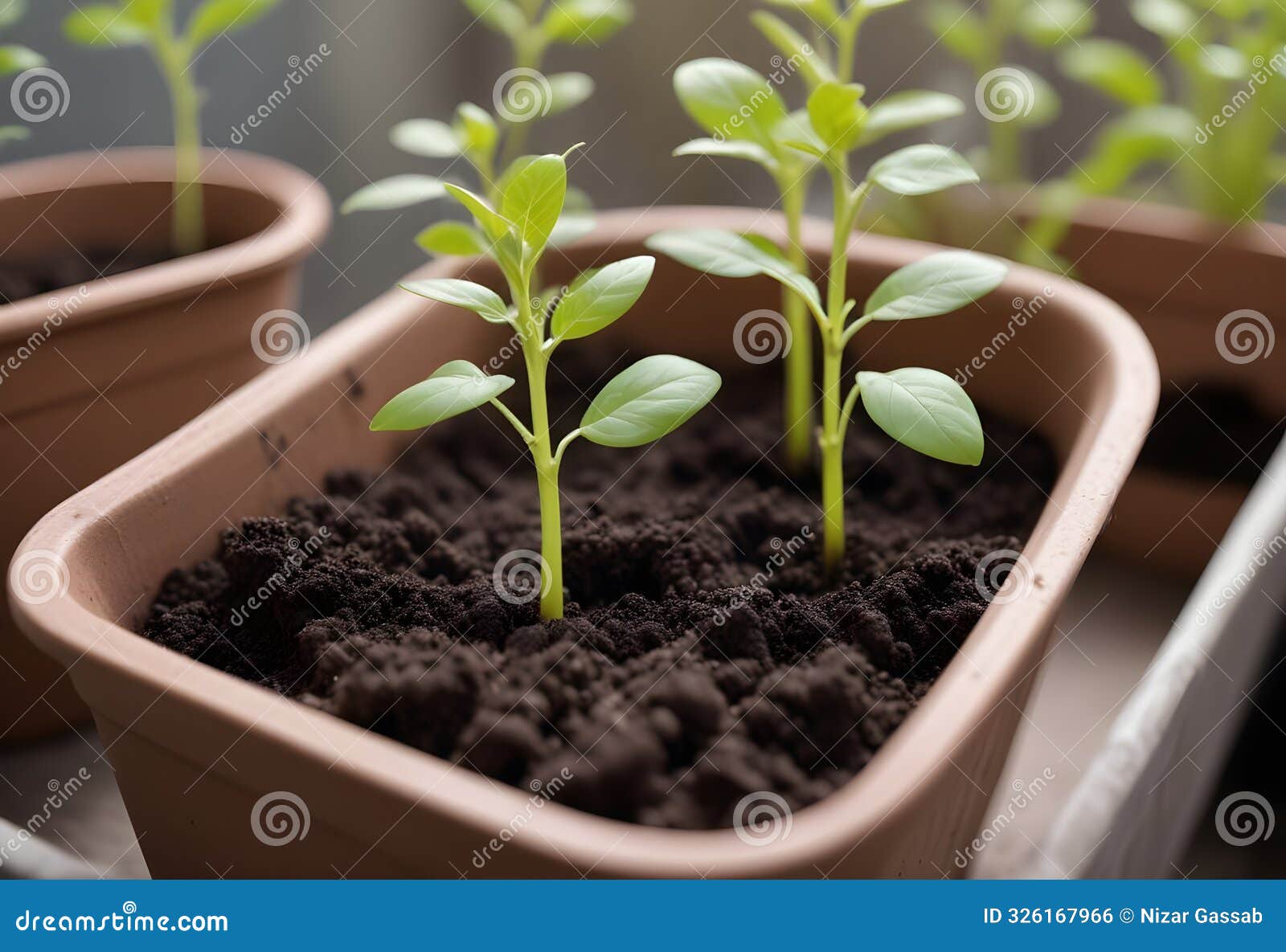 Sprouting Plants Growing , With Soil And A Blurred Background Royalty ...