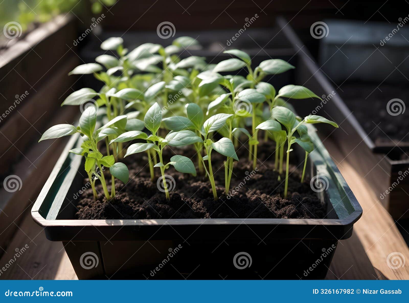 Sprouting Plants Growing , With Soil And A Blurred Background Stock ...
