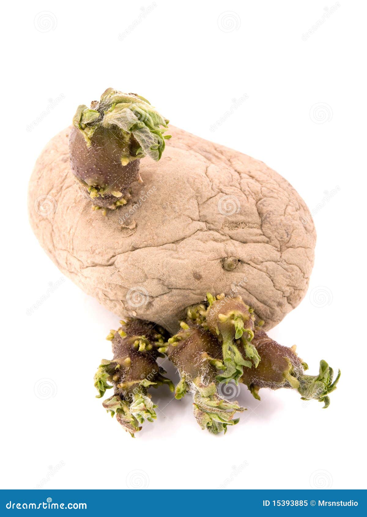 Sprouting potato stock image. Image of wrinkled, vegetable - 15393885