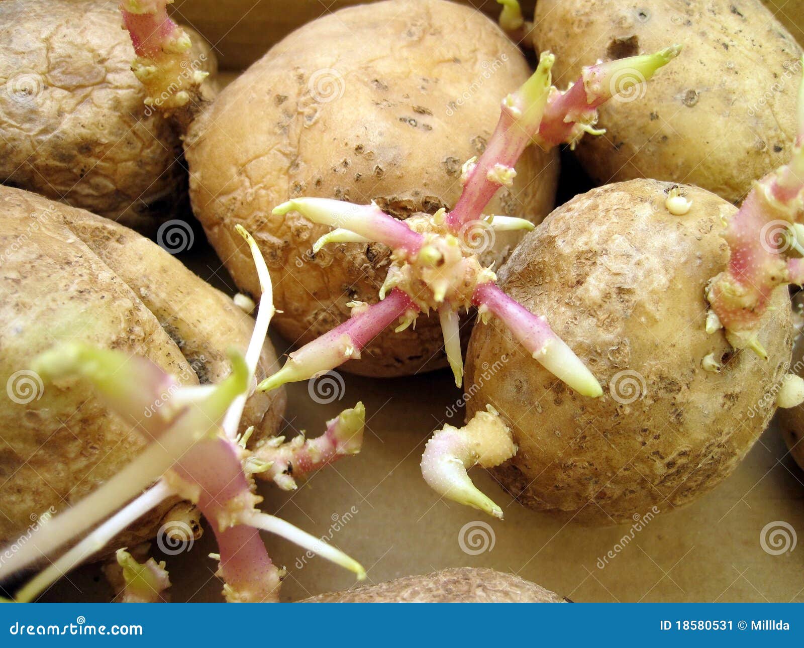 Sprouting potato stock image. Image of agriculture, potatoes - 18580531