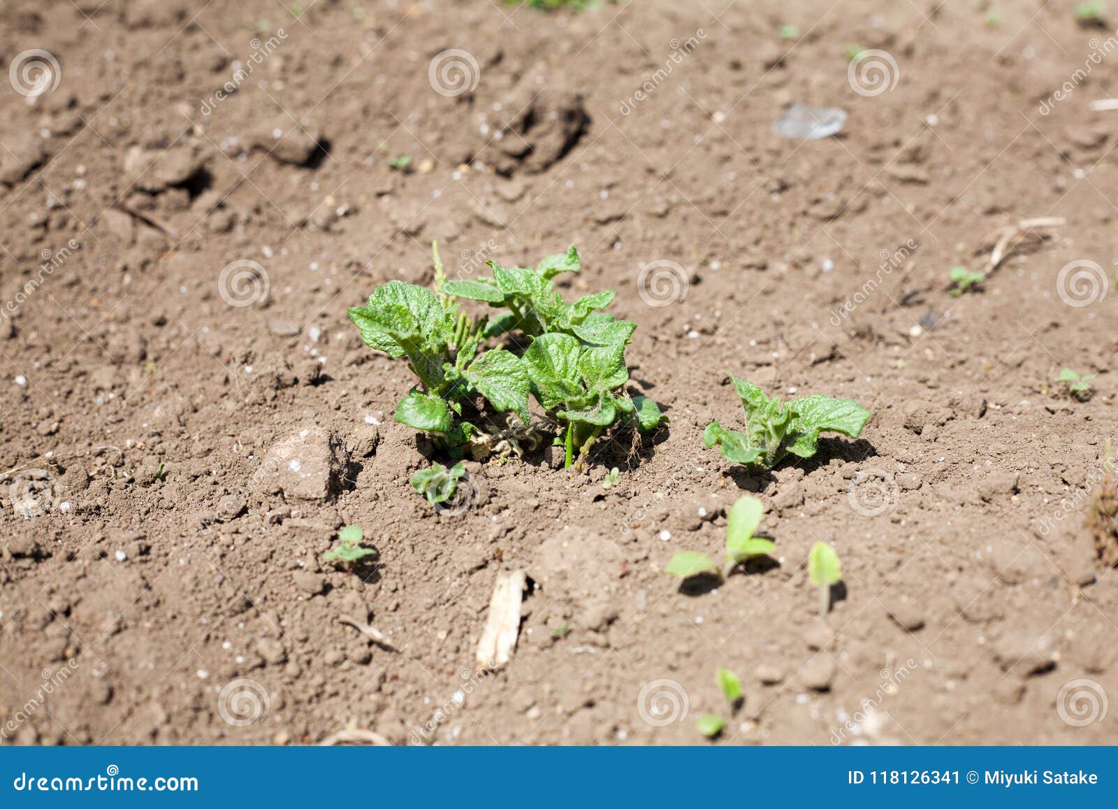 Sprouting potato on farm stock image. Image of gardening - 118126341