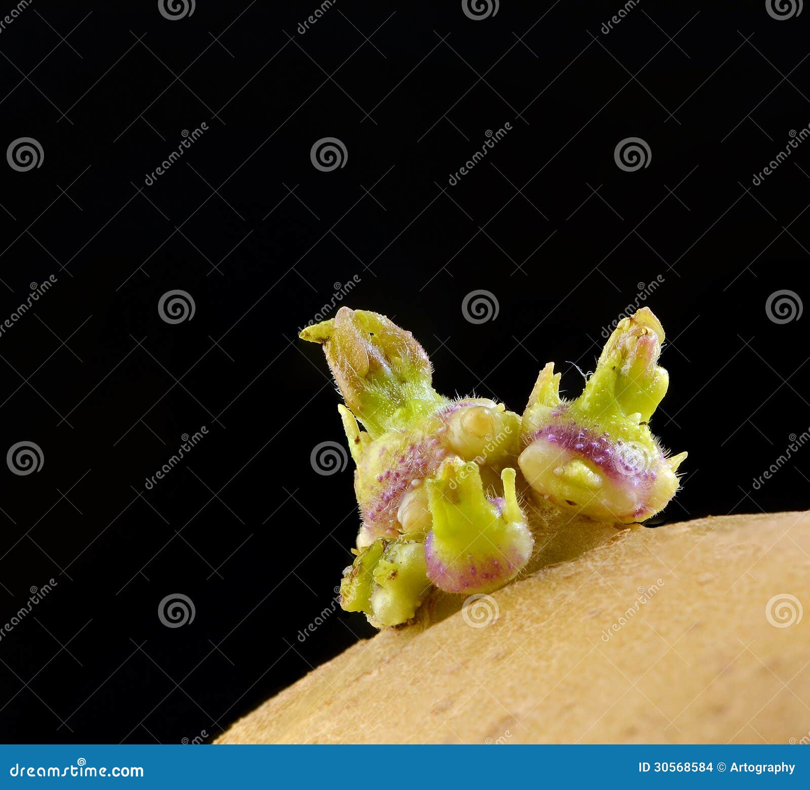 Sprouting potato stock photo. Image of color, plant, detail - 30568584