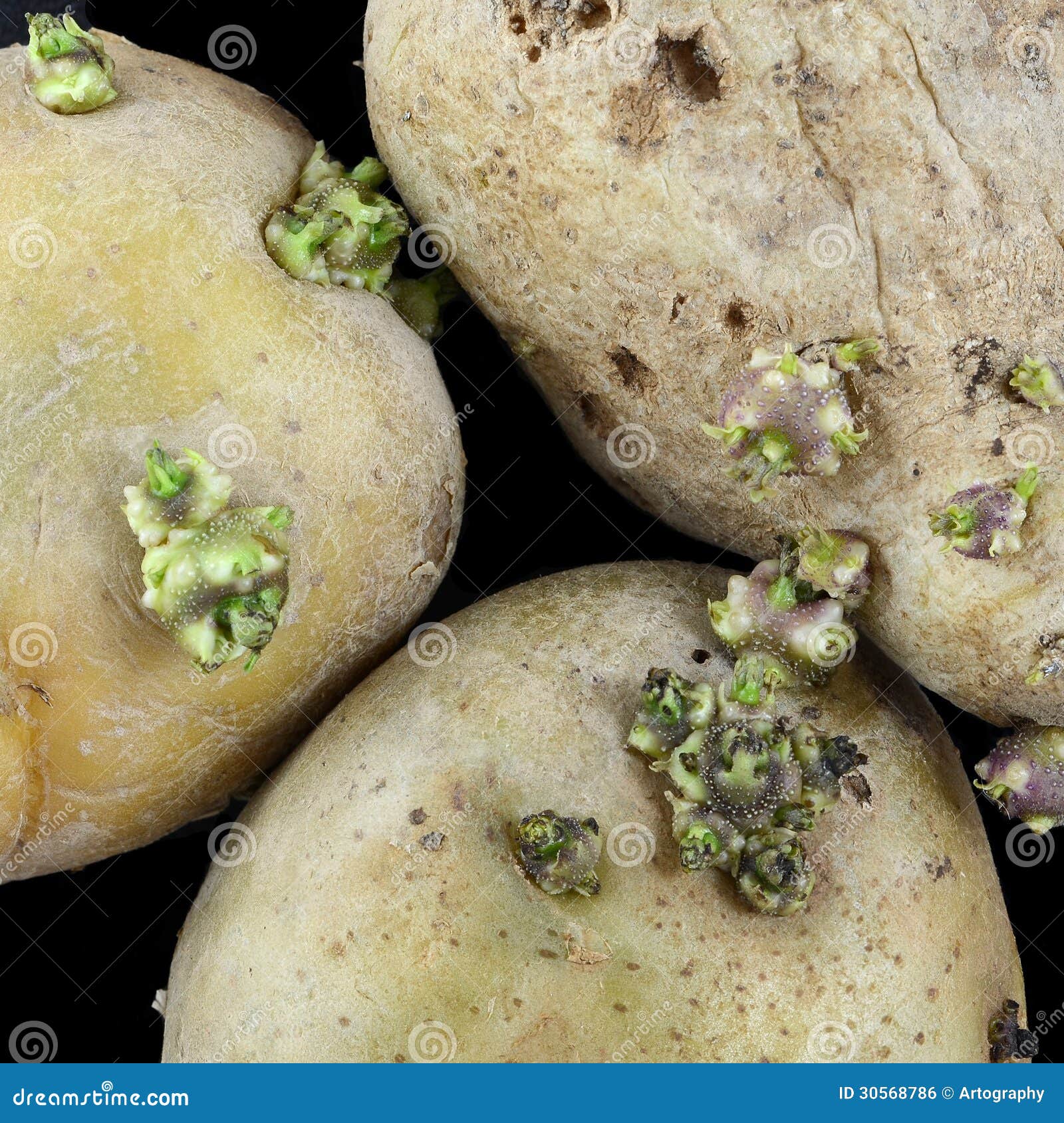 Sprouting potato stock photo. Image of seedling, plant - 30568786