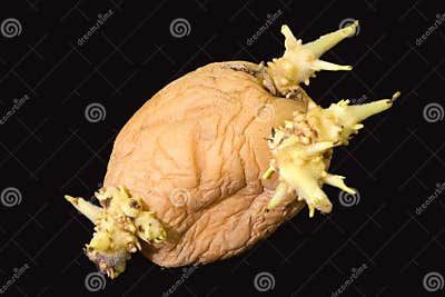 Sprouting potato tuber stock photo. Image of healthy - 17690662