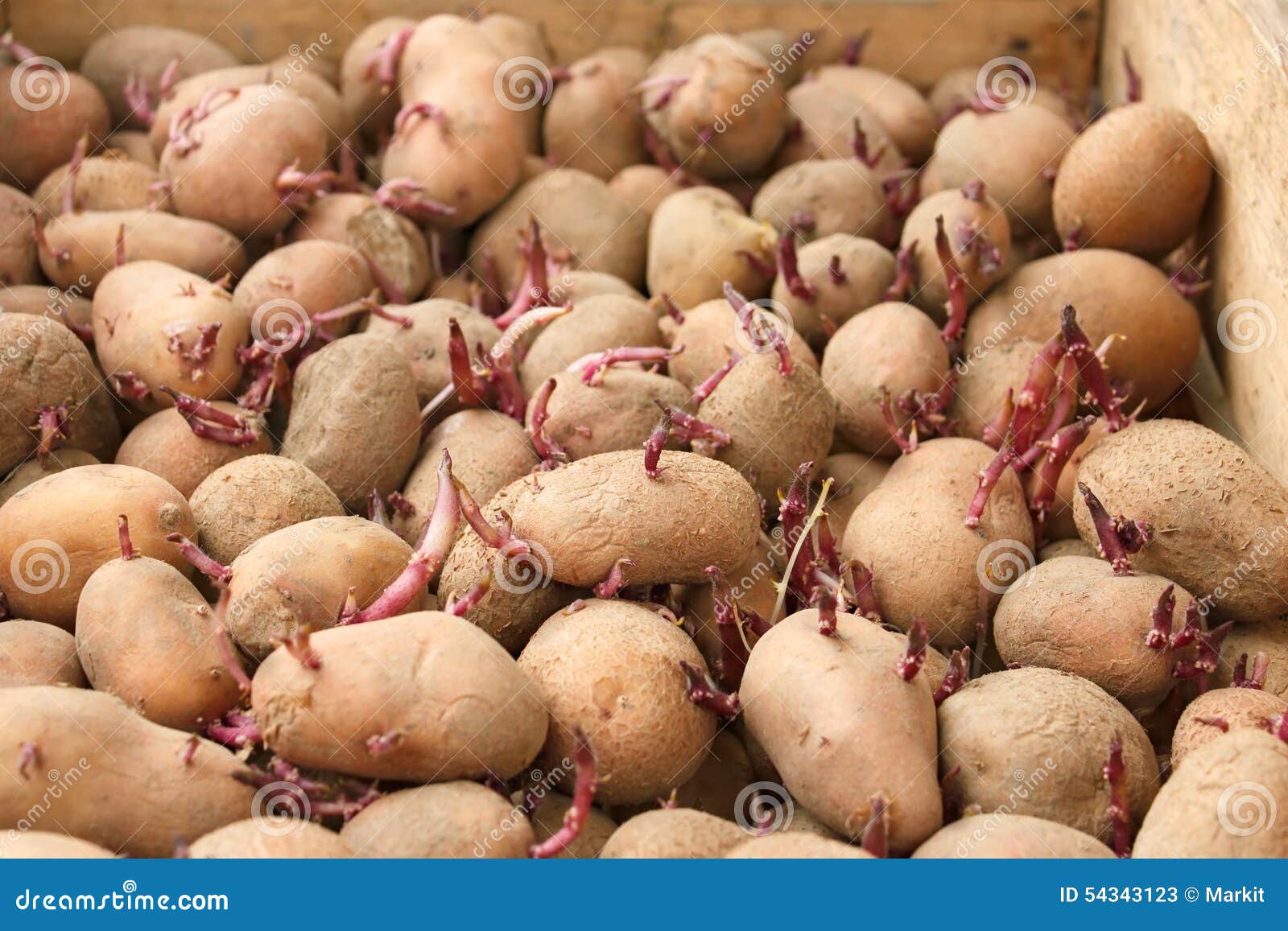 Sprouting Potato Tubers before Planting Stock Image - Image of heap ...