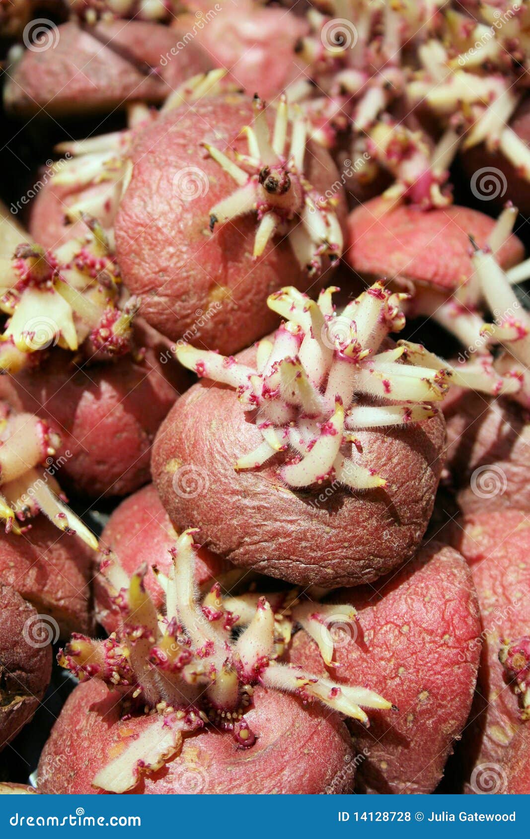 Sprouting Potatoes stock photo. Image of earth, fresh - 14128728