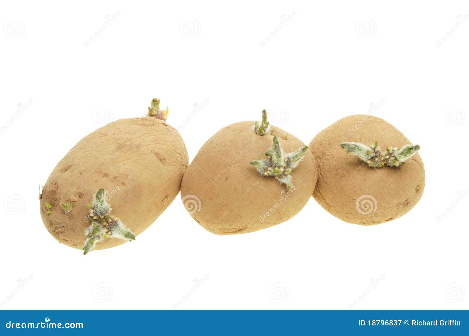 Sprouting potatoes stock image. Image of chitting, horticulture - 18796837