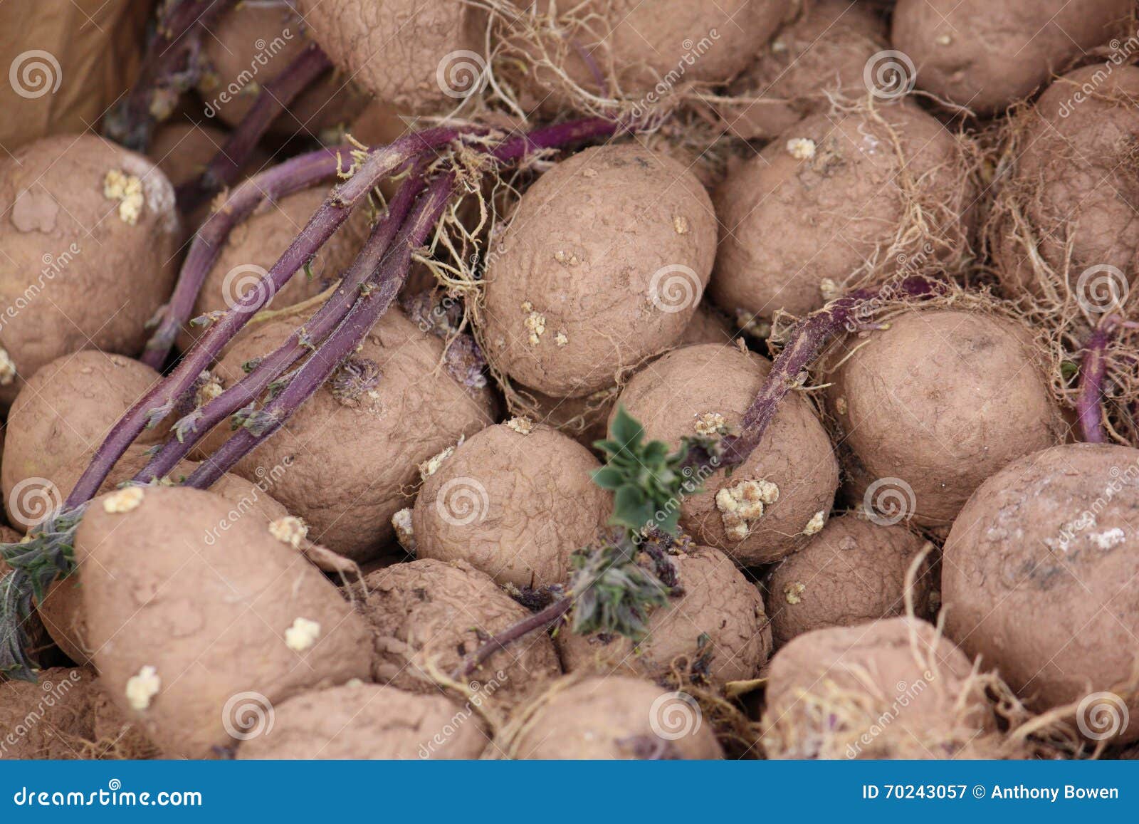 Sprouting Potatoes stock image. Image of spuds, soil - 70243057