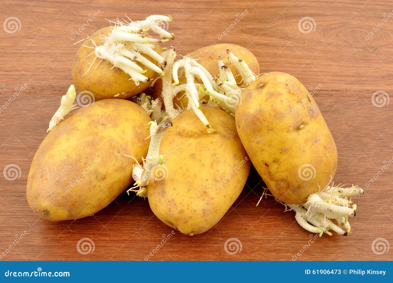Sprouting Potatoes stock image. Image of growing, potatoes - 61906473